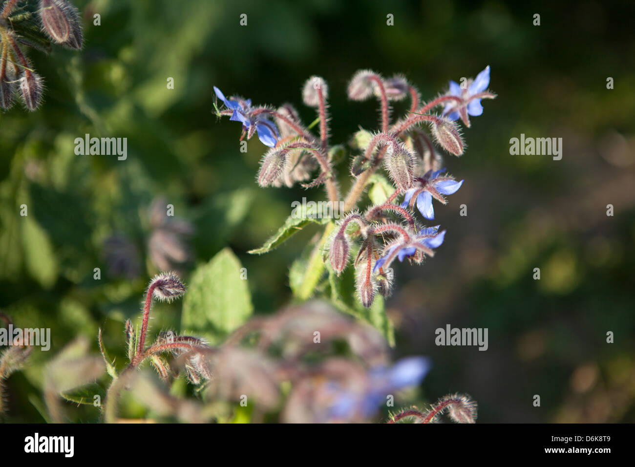 blue borage (Borago officinalis) flowers in the spring garden Stock ...