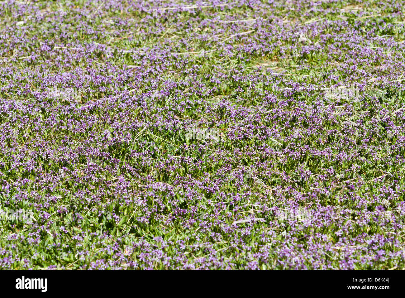 Spring purple groundcover flowers in full bloom Stock Photo - Alamy
