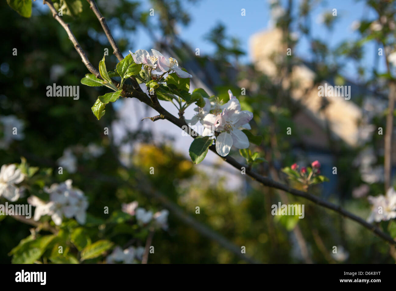 White apple tree hi-res stock photography and images - Alamy