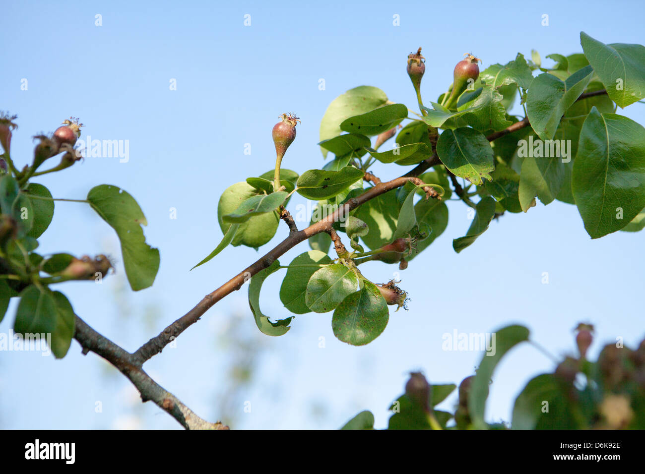 Future fruit hi-res stock photography and images - Alamy