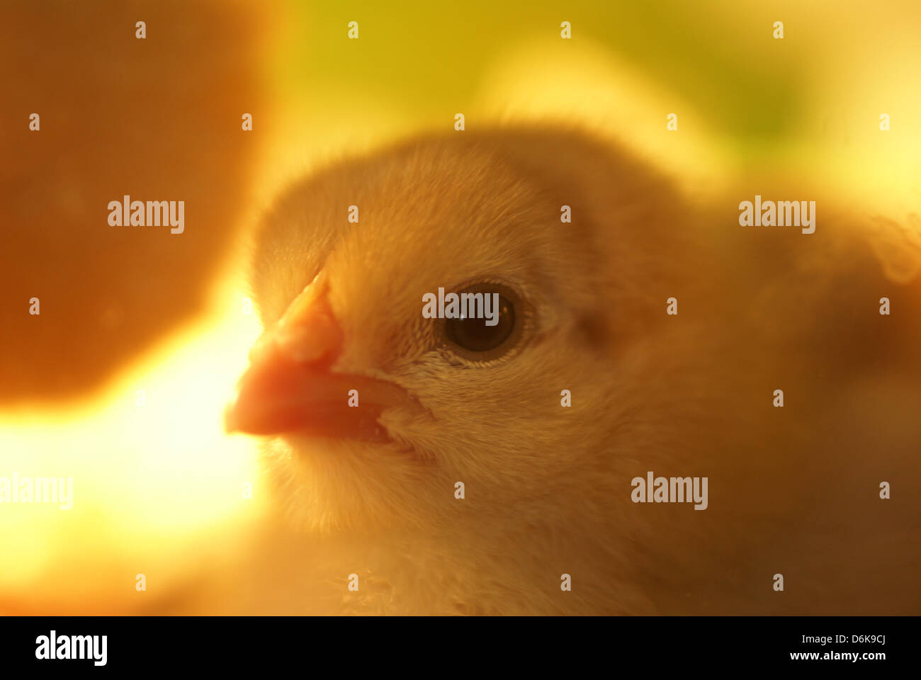 Born in captivity hi-res stock photography and images - Alamy