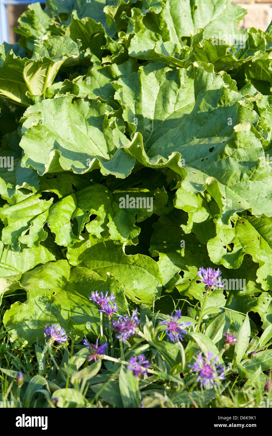 Blue Centaurea montana flowers in spring garden Stock Photo - Alamy