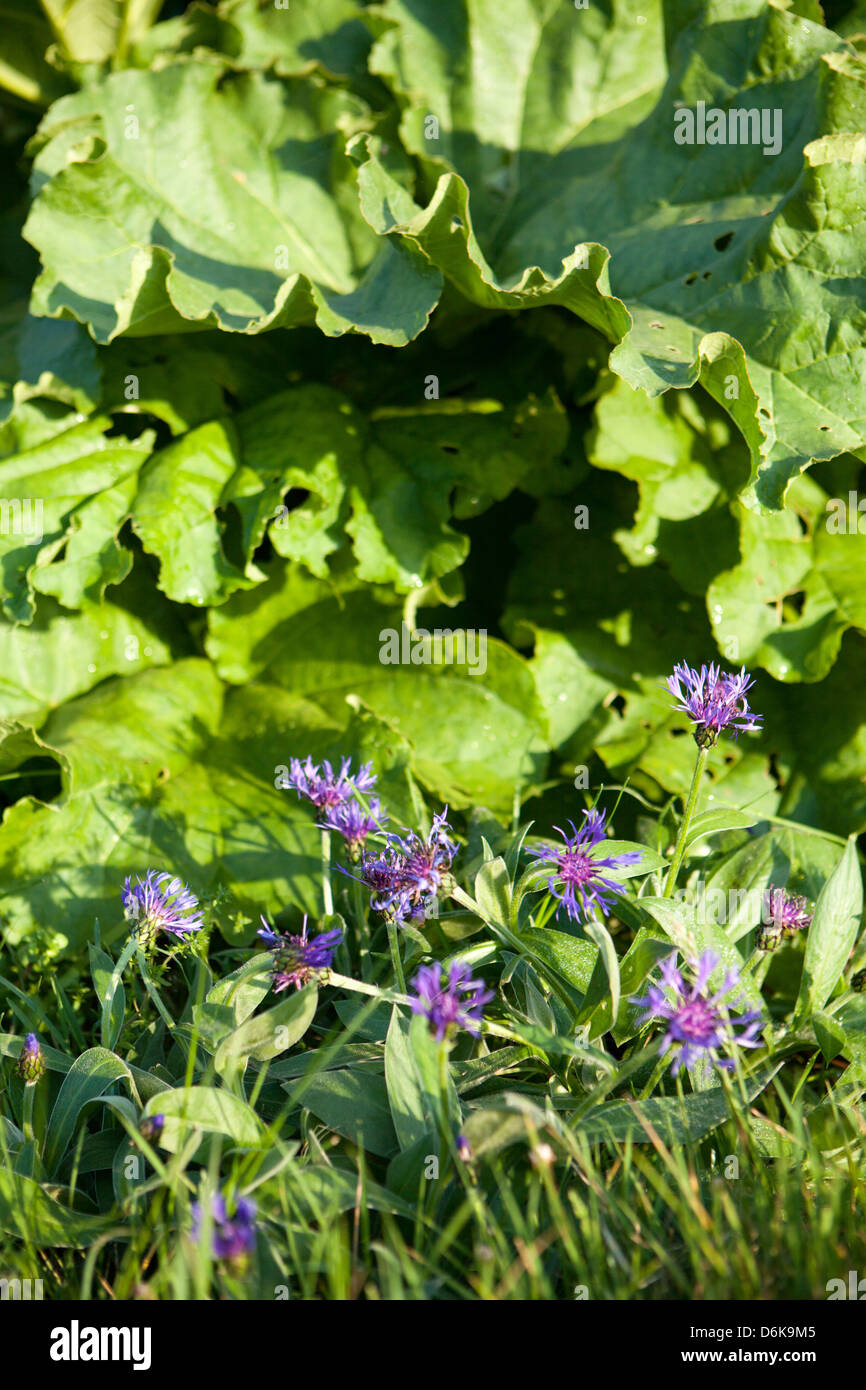 Blue Centaurea montana flowers in spring garden Stock Photo - Alamy