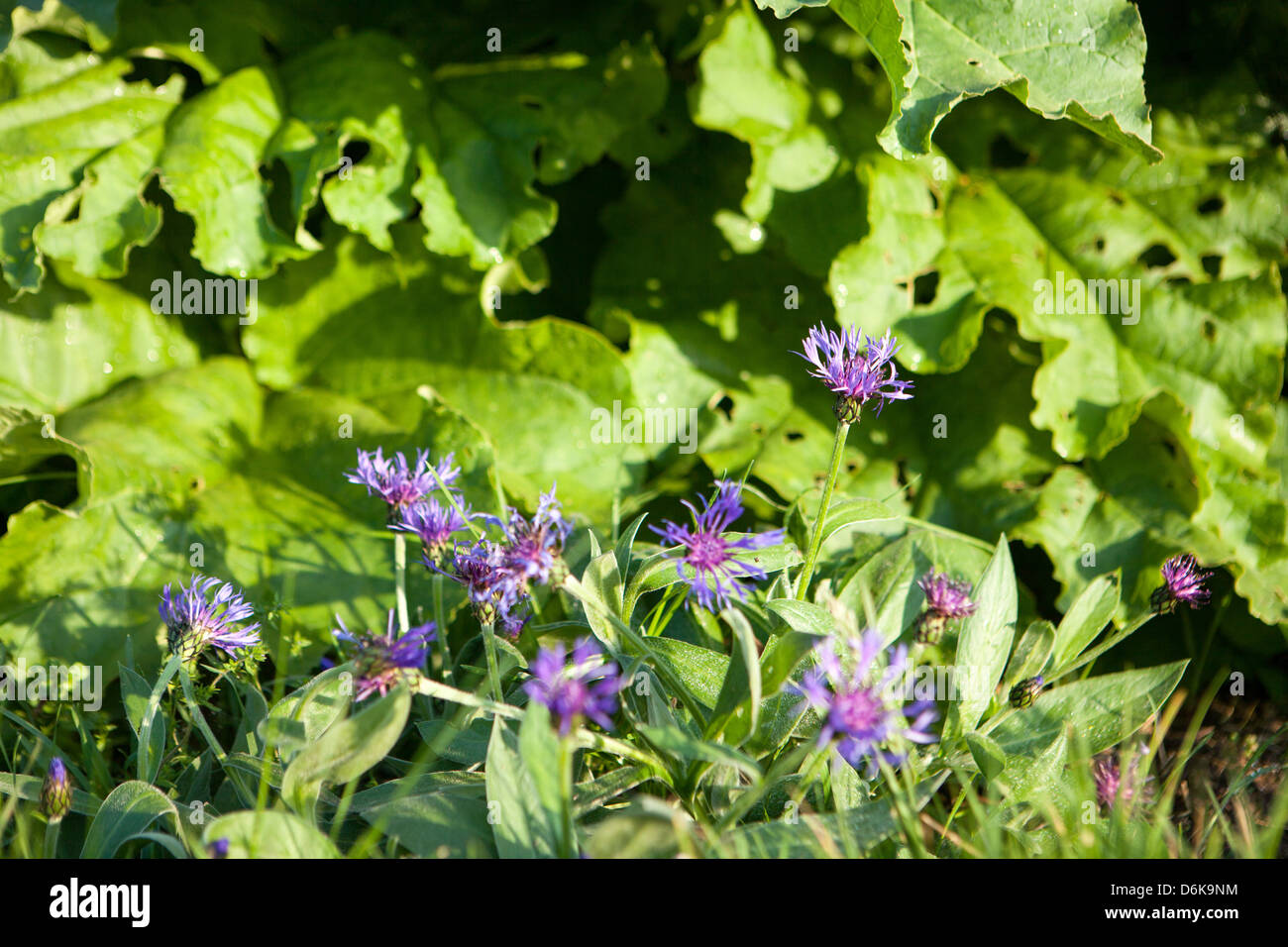 Blue Centaurea montana flowers in spring garden Stock Photo - Alamy
