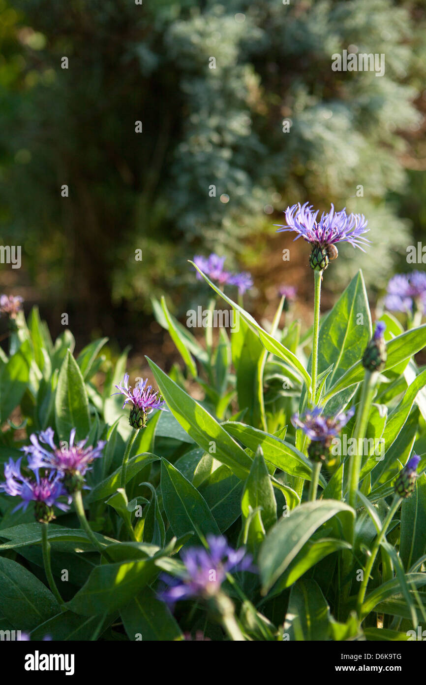 Blue Centaurea montana flowers in spring garden Stock Photo - Alamy