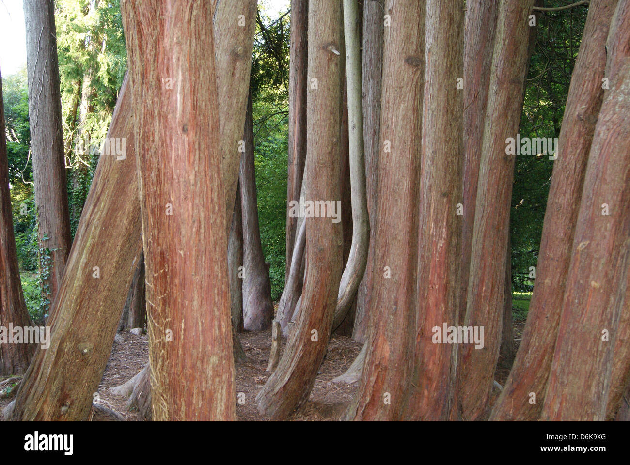 Cluster of tree trunks Stock Photo - Alamy