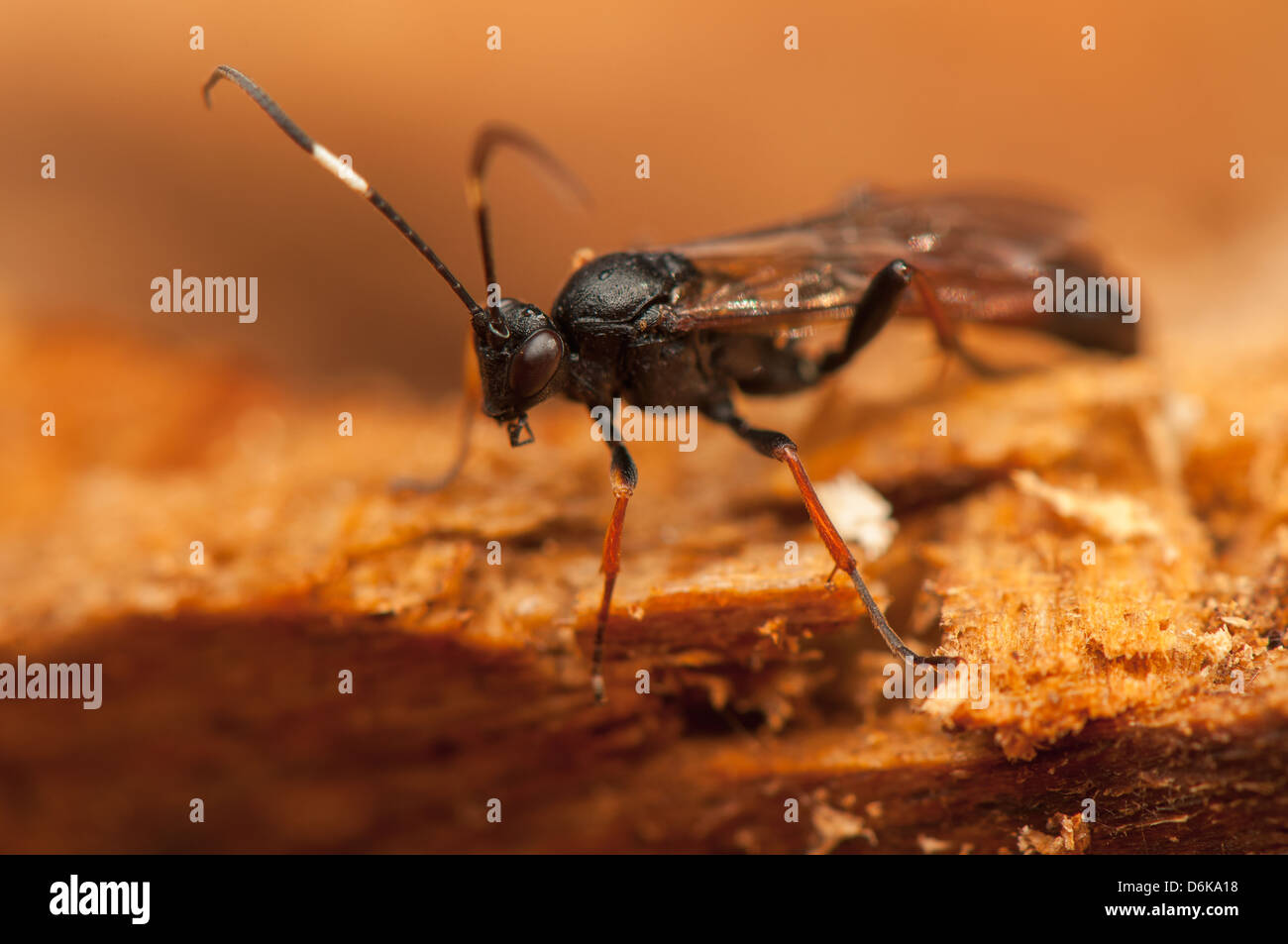 Ichneumonidae hi-res stock photography and images - Alamy