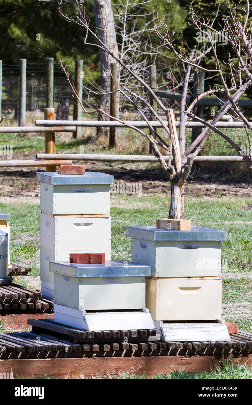 Small beekeeping at the local farm Stock Photo - Alamy