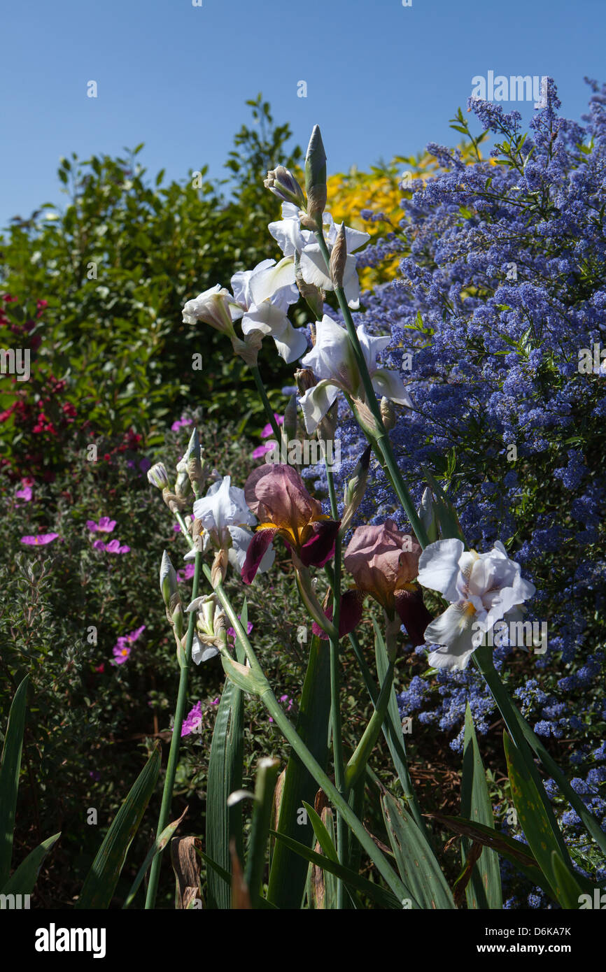 various purple and pink iris germanica flowers in the spring garden ...