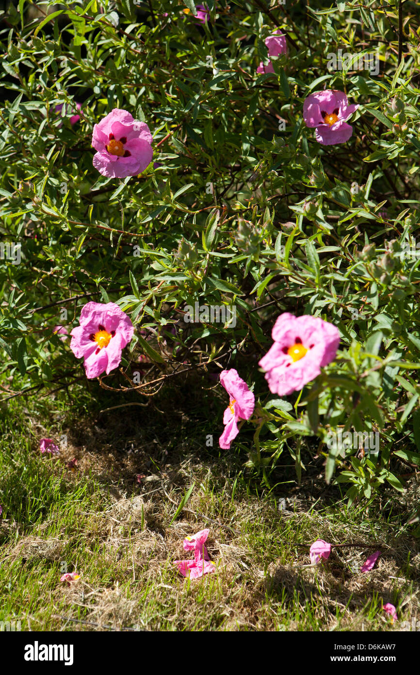 pink and yellow cistus flowers in the garden Stock Photo - Alamy