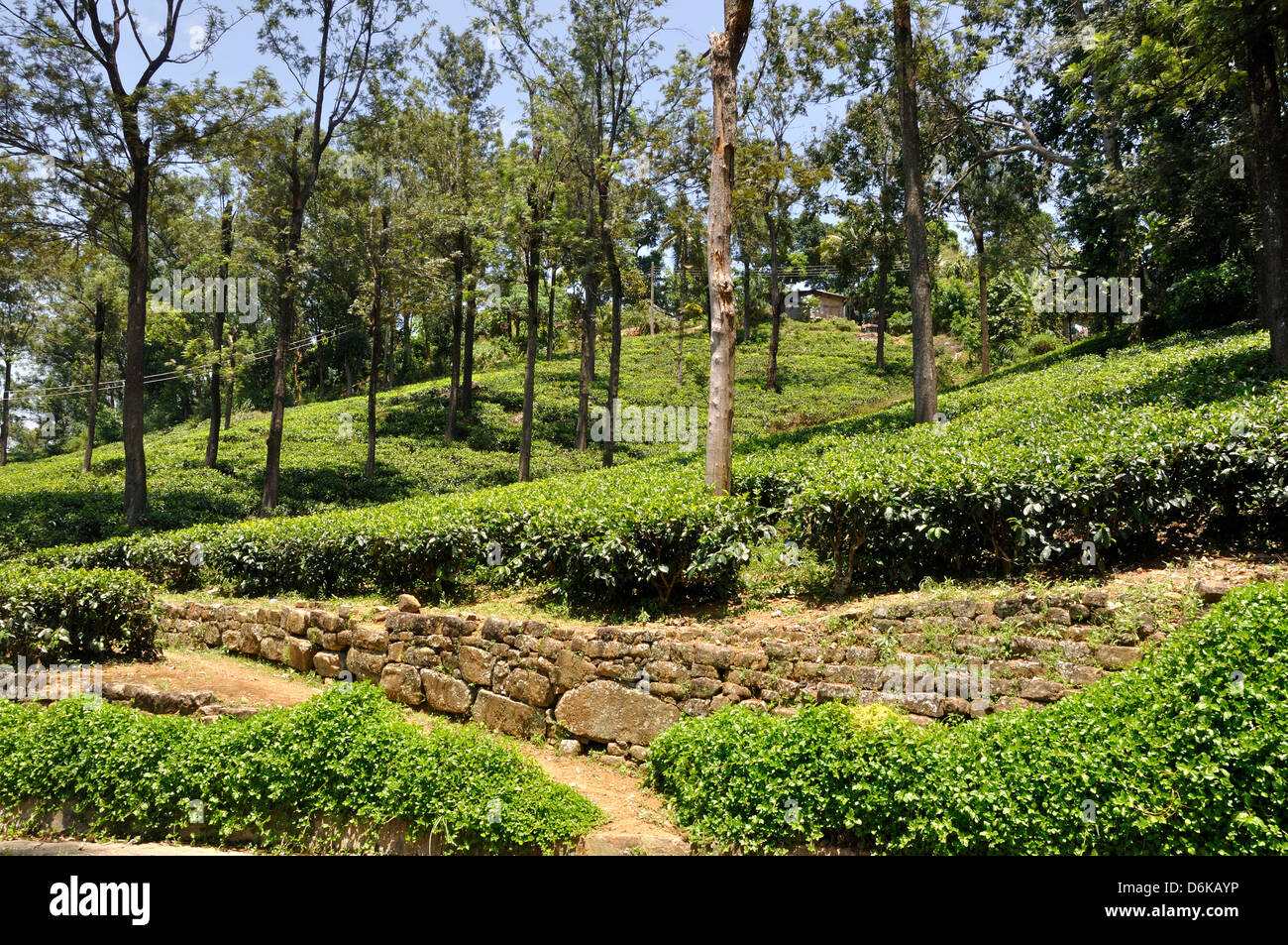 Hantane tea estate,Kandy,Sri Lanka Stock Photo - Alamy
