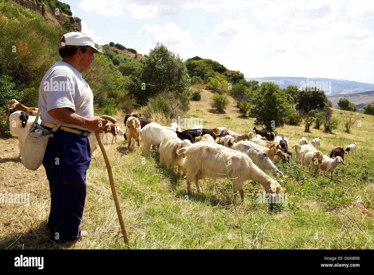 A herdsman with his herd in the landscape around Matera, Basilicata ...