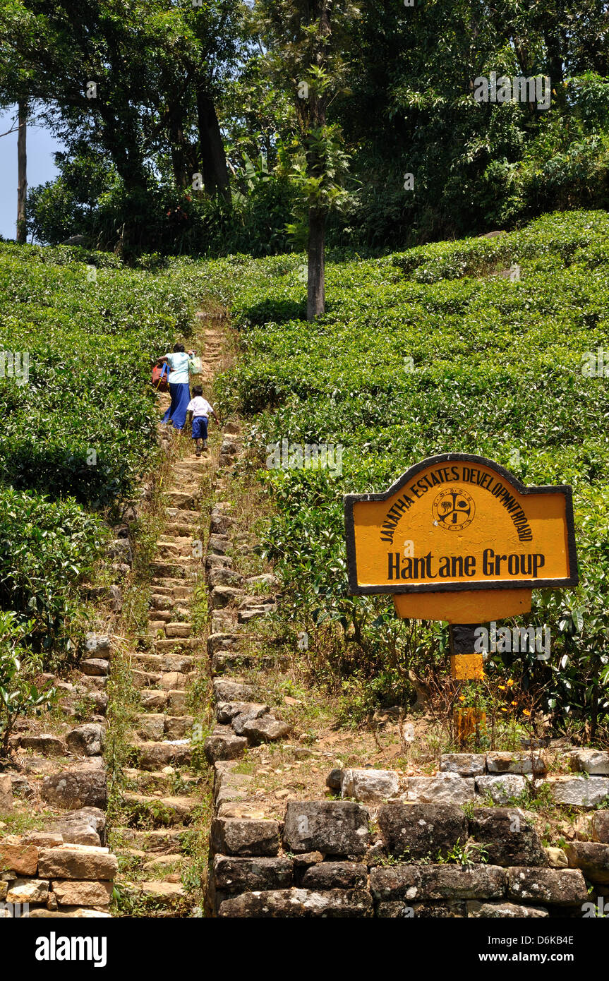 Hantane tea estate,Kandy,Sri Lanka Stock Photo - Alamy