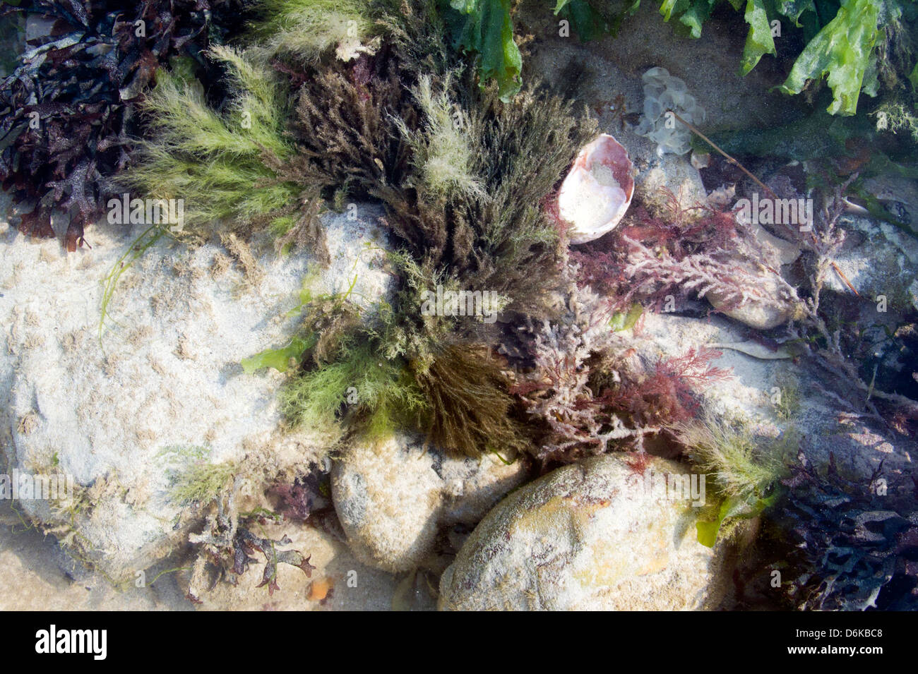 Pool shell hi-res stock photography and images - Alamy
