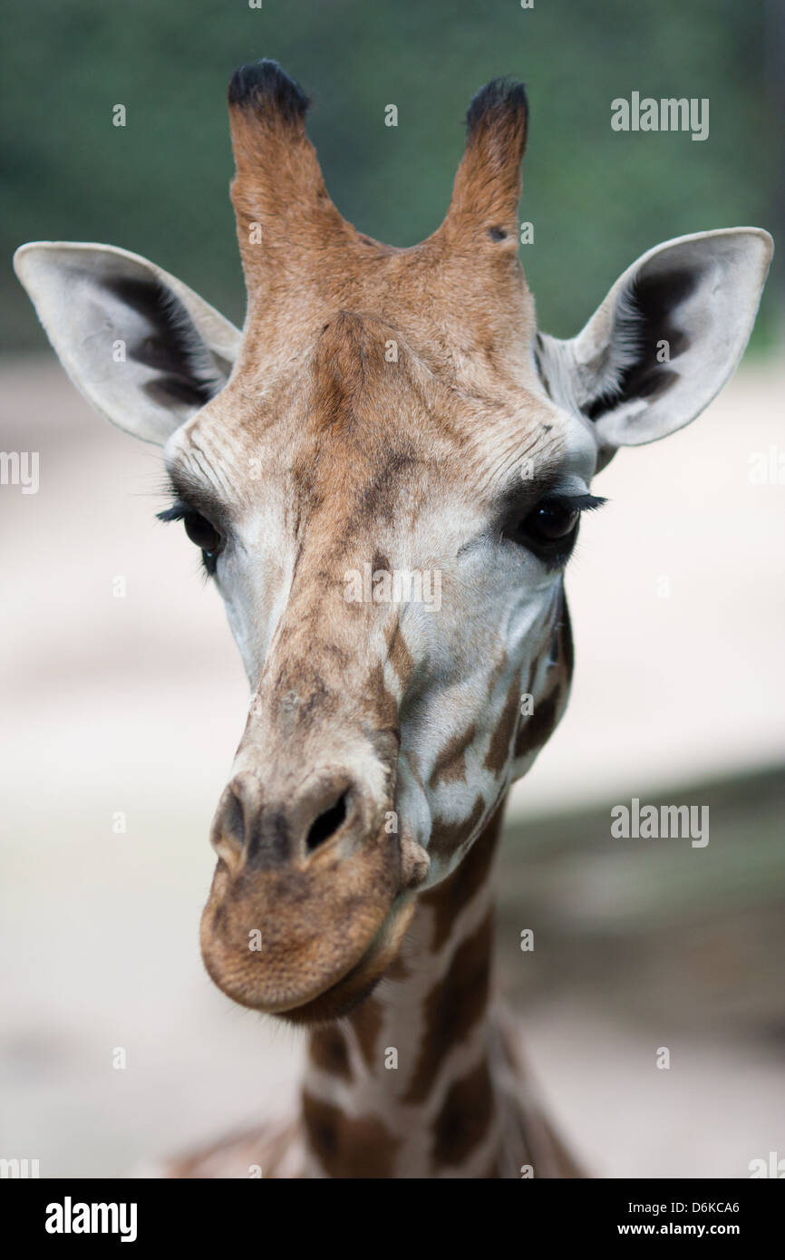 Giraffe eye close up hi-res stock photography and images - Alamy
