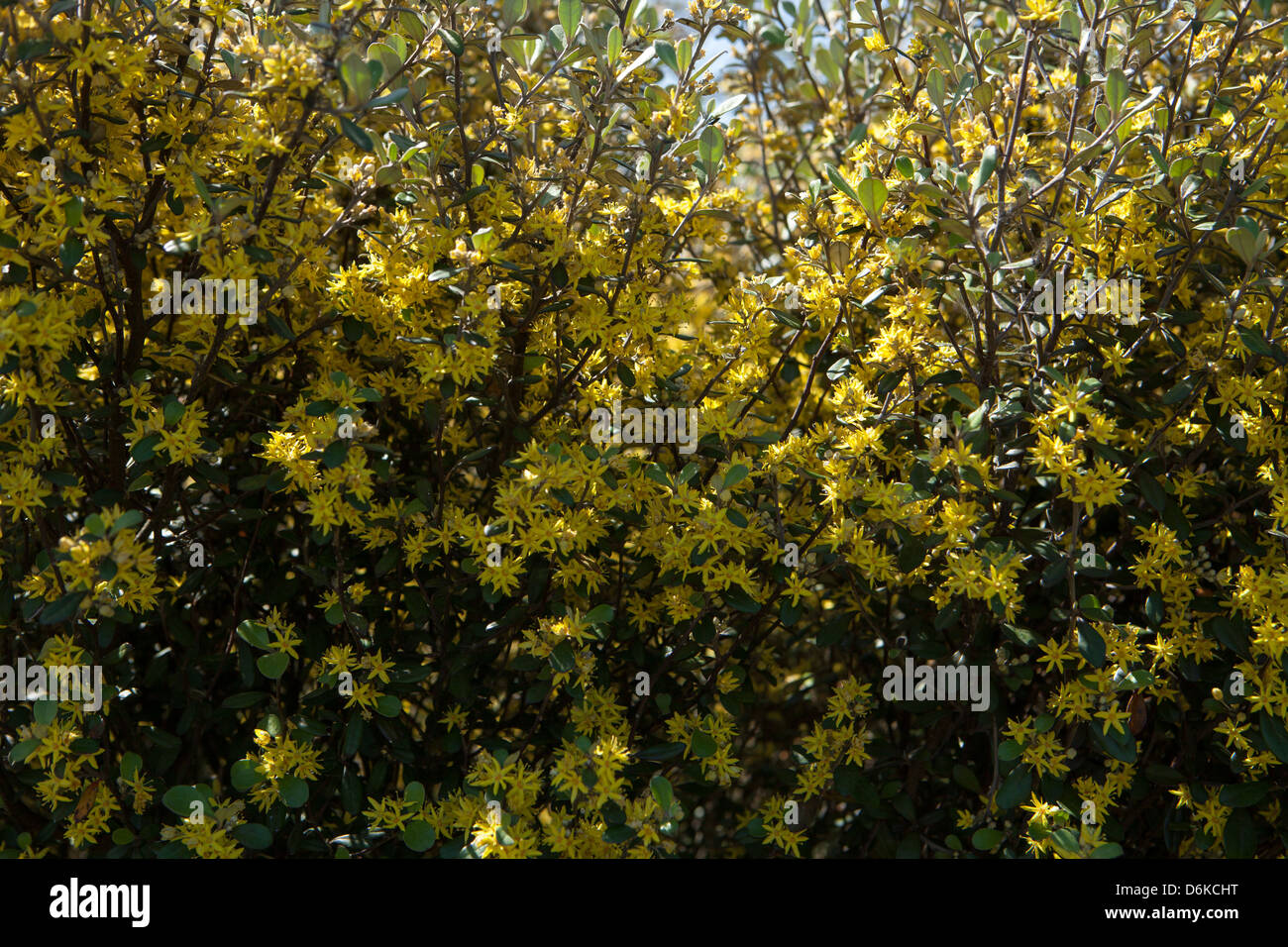 Corokia hi-res stock photography and images - Alamy