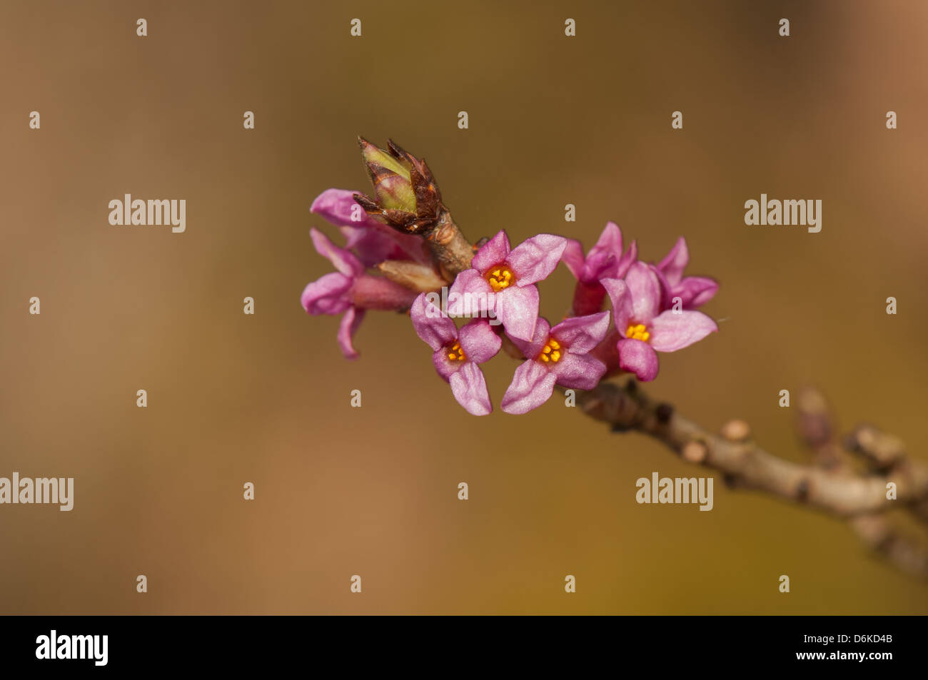 Daphne spring beauty hi-res stock photography and images - Alamy