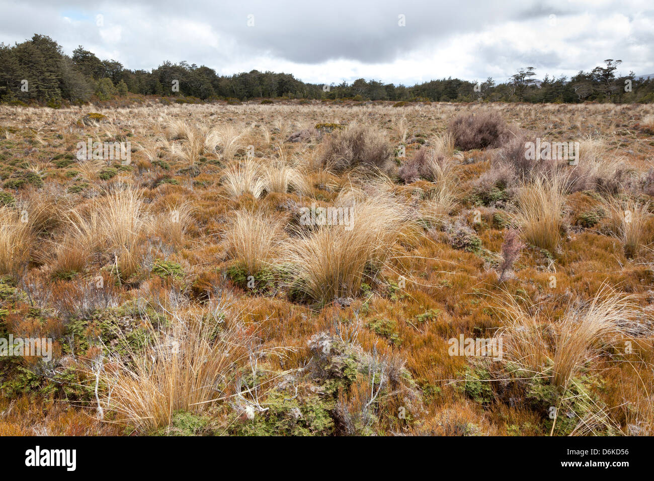 Dried grass, Tongariro National Park, New Zealand Stock Photo - Alamy