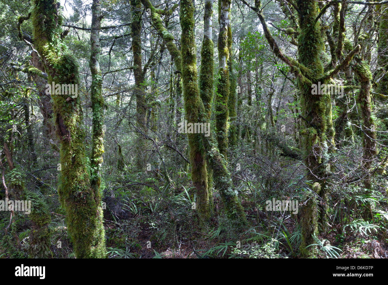 Trees covered with moss, Tongariro National Park, New Zealand Stock ...