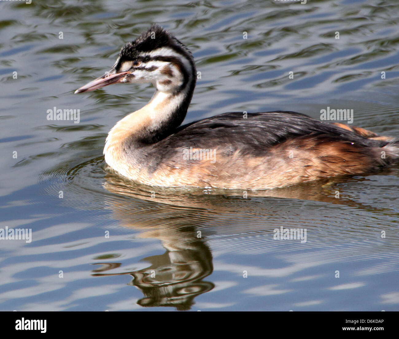 Juvenile great crested grebe hi-res stock photography and images - Alamy