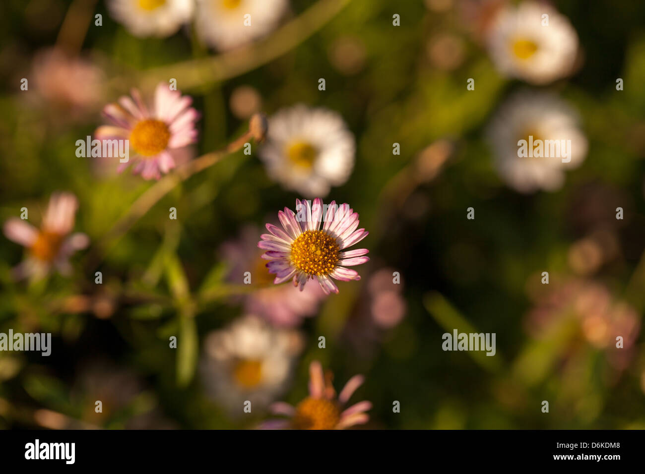 Beautiful pink daisies in hi-res stock photography and images - Alamy
