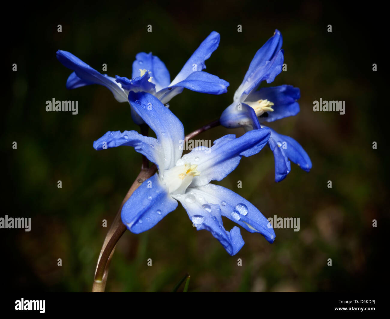 Early flowering plant Scilla bifolia Stock Photo - Alamy