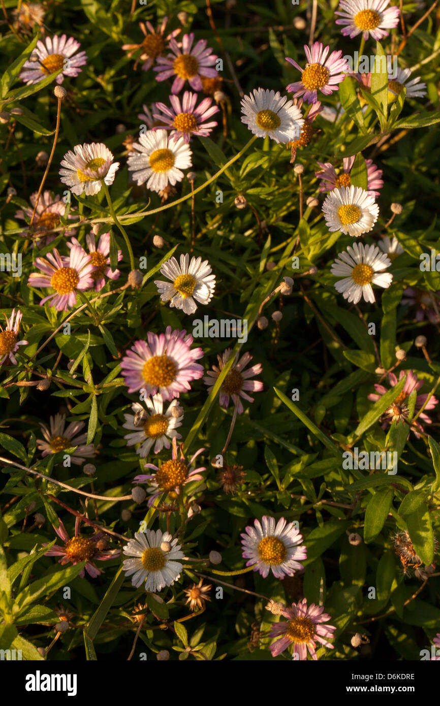 Beautiful pink daisies in hi-res stock photography and images - Alamy