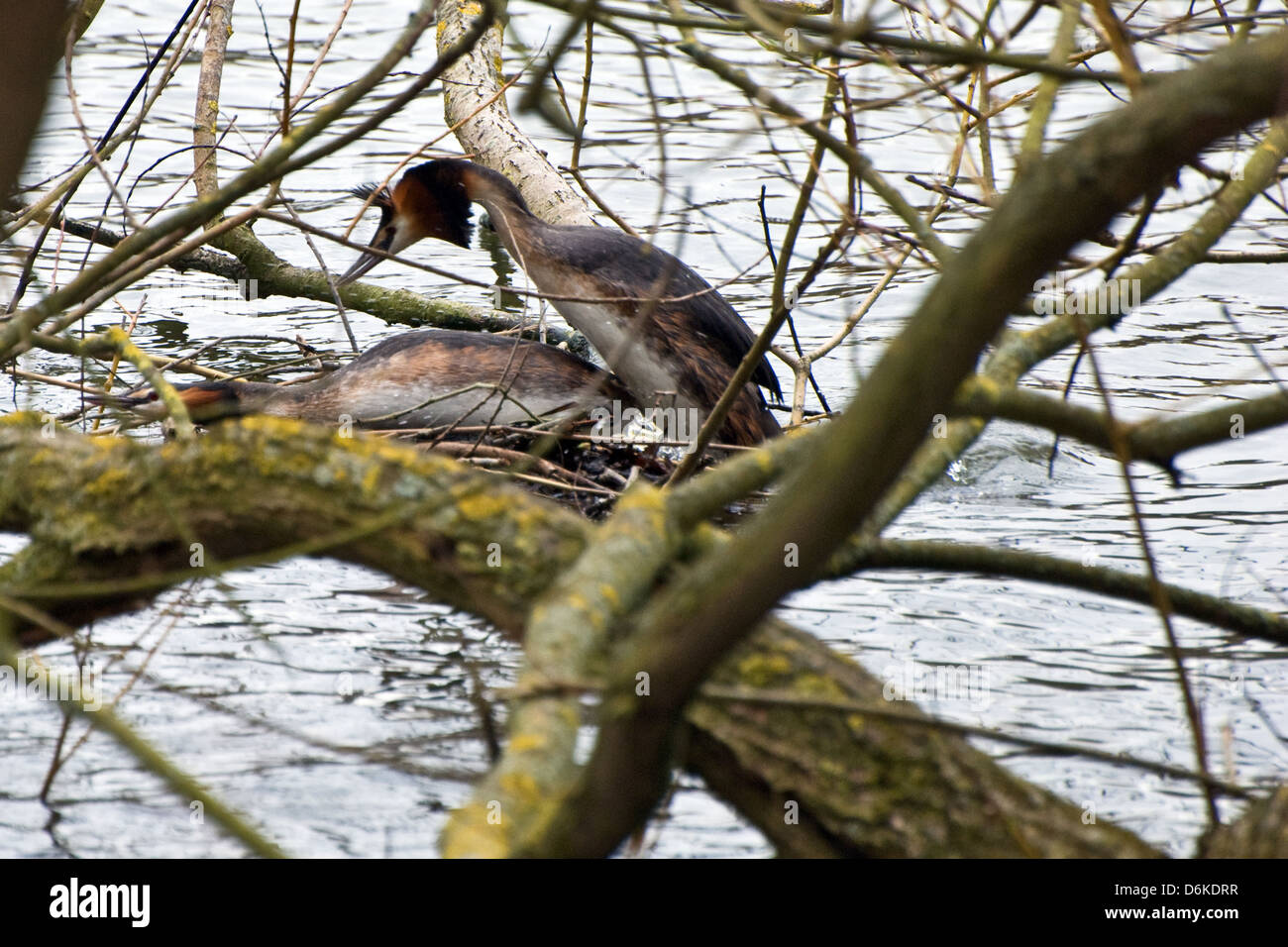 Great Crested Grebe mating on nest Stock Photo - Alamy