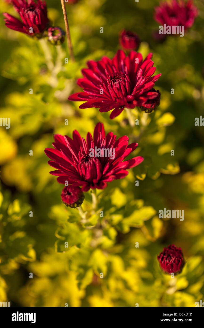 Beautiful red autumn flowers hi-res stock photography and images - Alamy