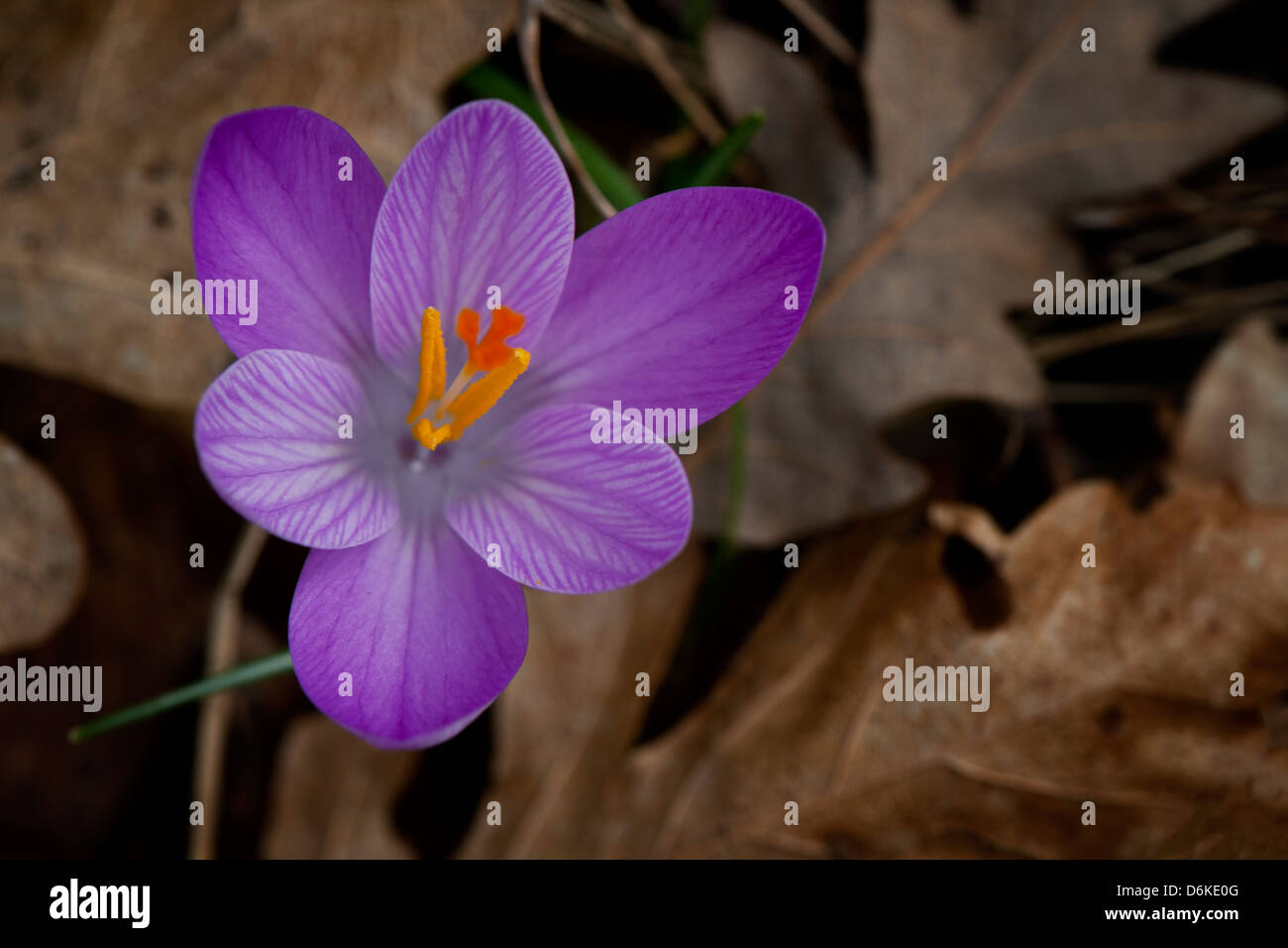 flowers bloom, spring arrives Stock Photo - Alamy