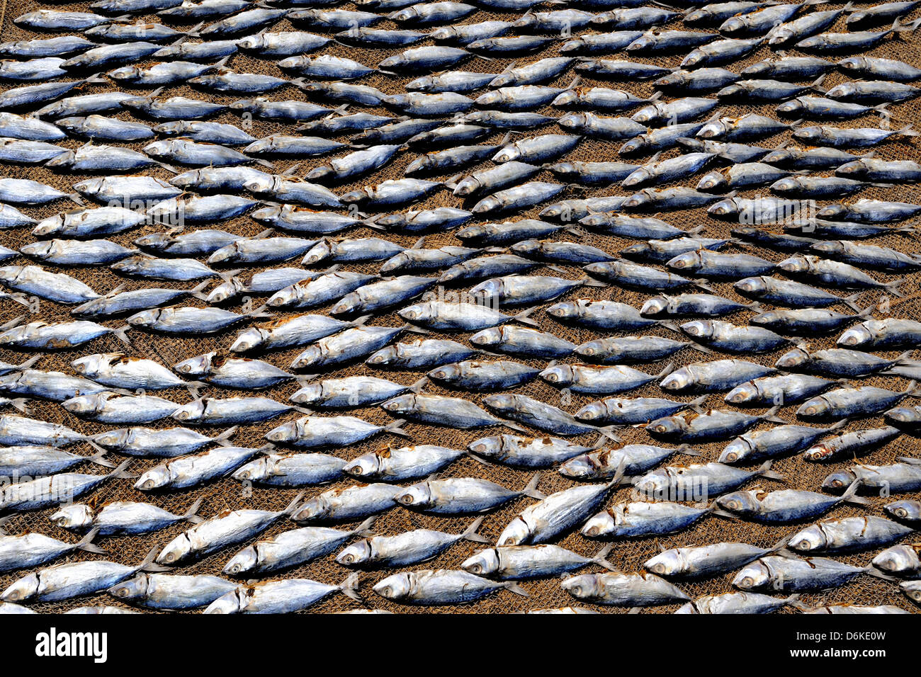 Fish Left to dry naturally under the sun in a fishing village in Goa ...