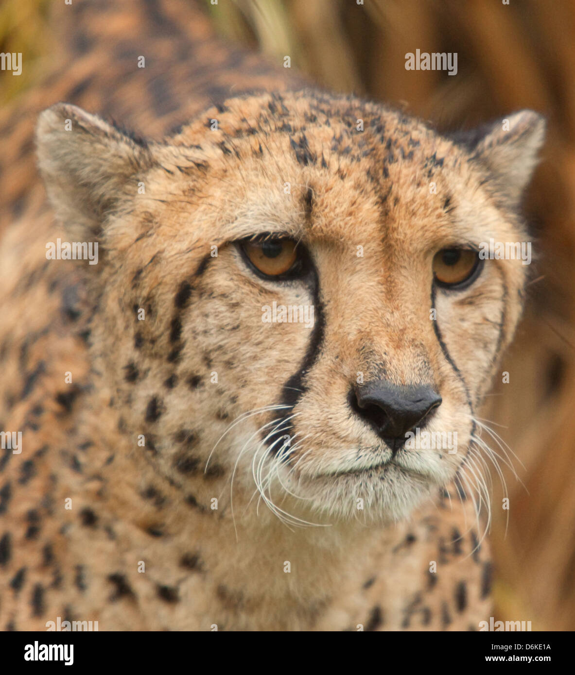 Portrait of an Alert male Cheetah Stock Photo - Alamy