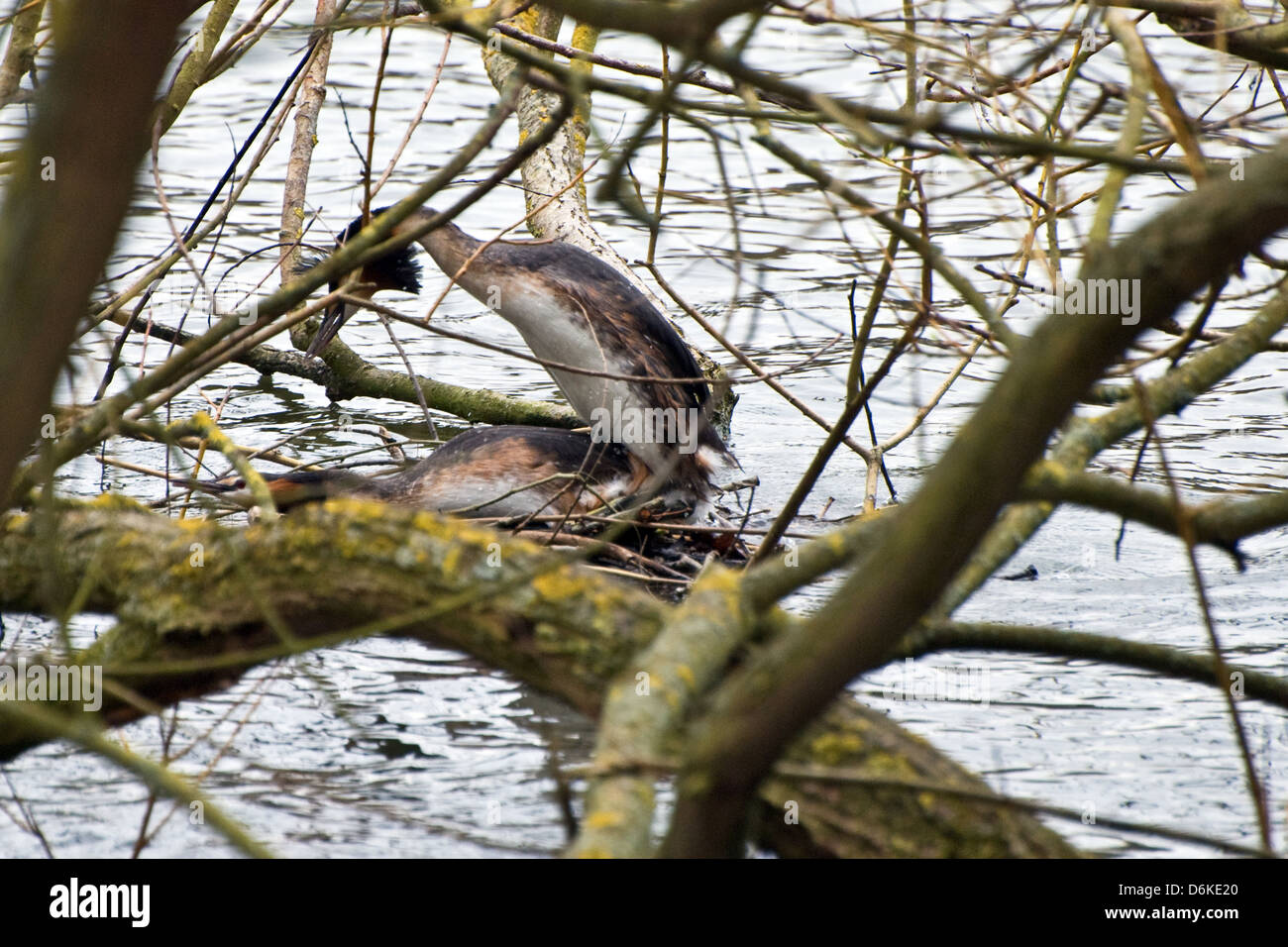 Great Crested Grebe mating on nest Stock Photo - Alamy