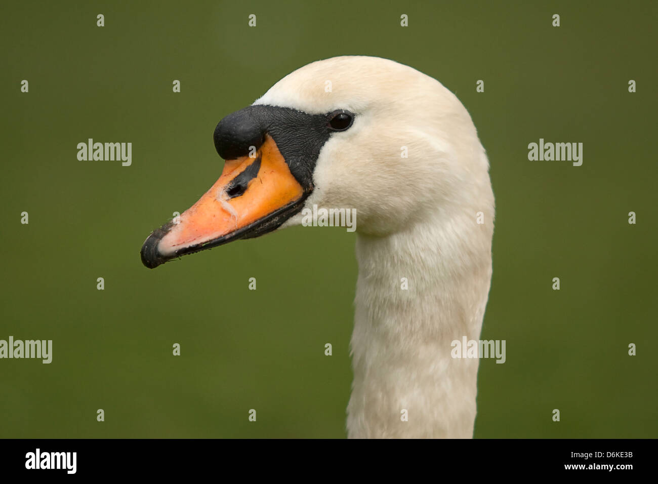 Portrait of a Male Mute Swan Stock Photo - Alamy