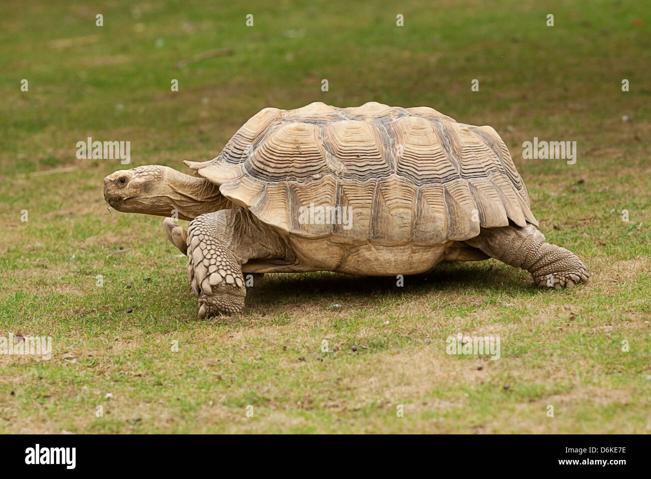 Walking tortoise hi-res stock photography and images - Alamy