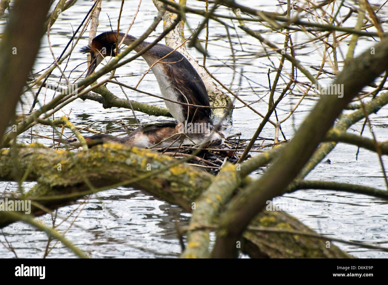 Great Crested Grebe mating on nest Stock Photo - Alamy