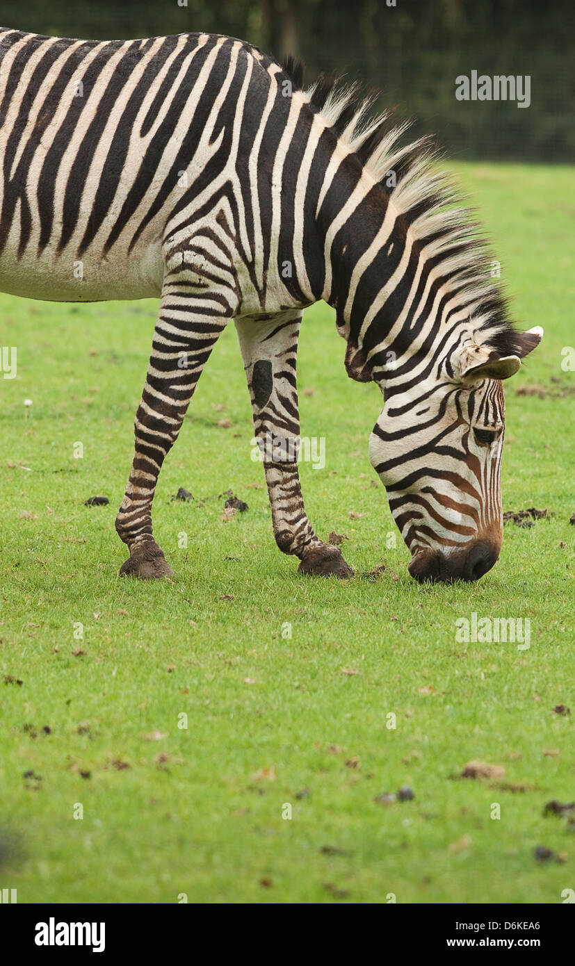 Zebra feeding not lion hi-res stock photography and images - Alamy