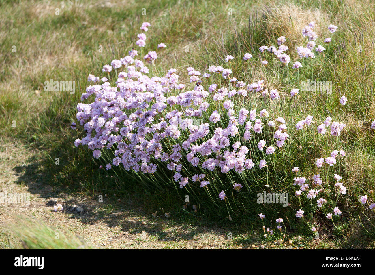 Pink trail hi-res stock photography and images - Alamy