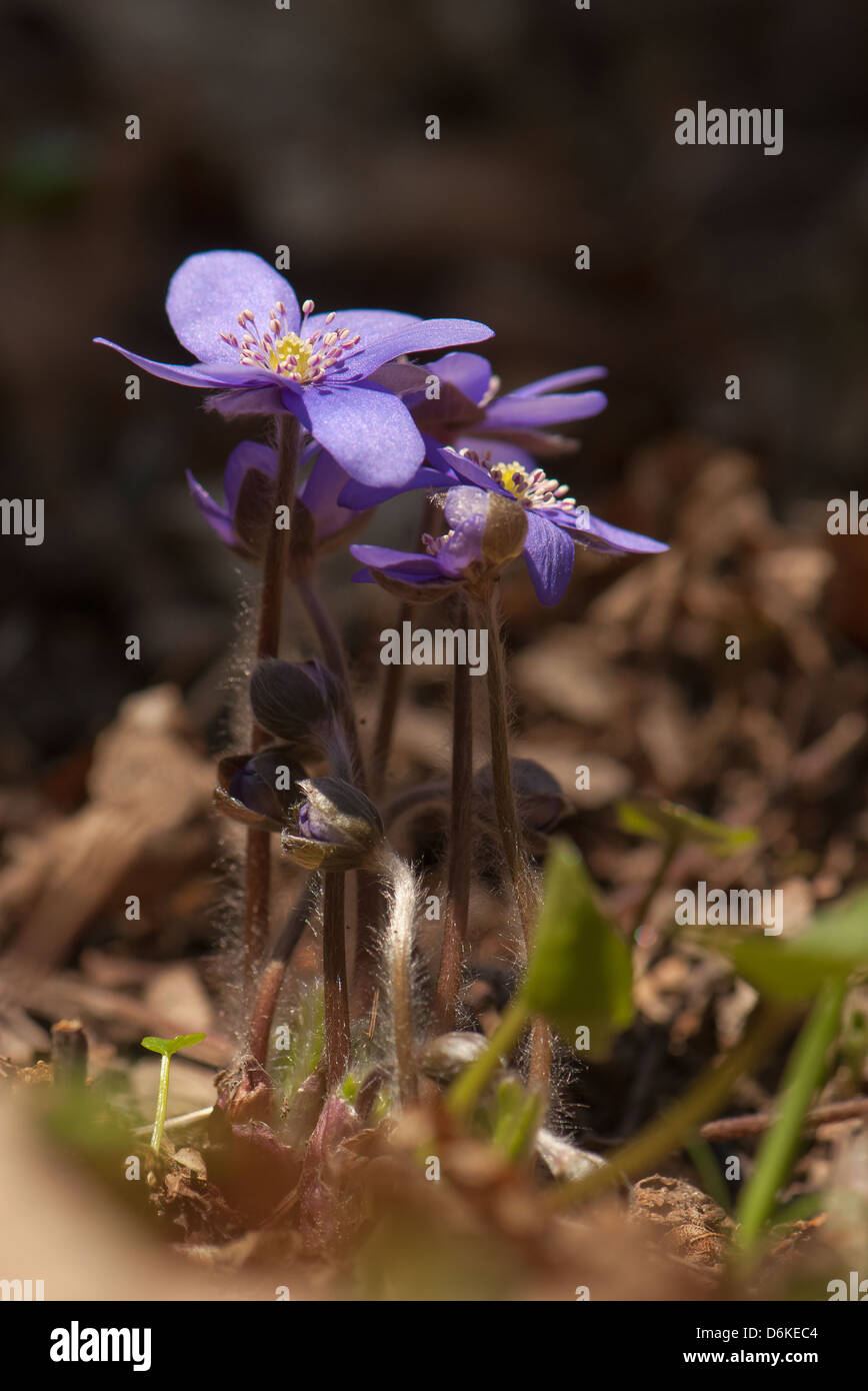 Hepatica species hi-res stock photography and images - Alamy