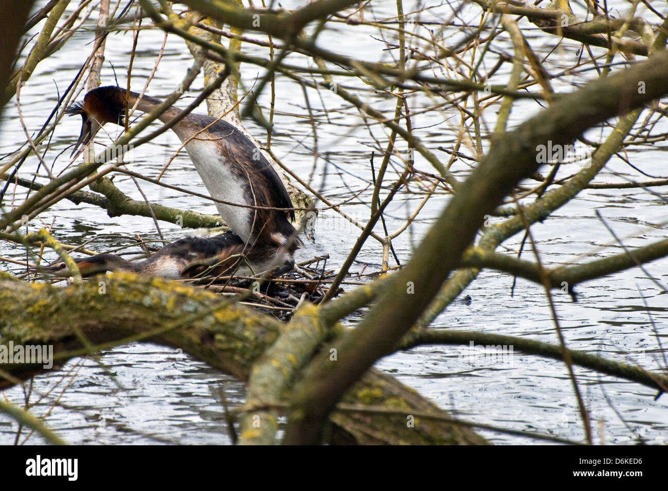 Great Crested Grebe mating on nest Stock Photo - Alamy