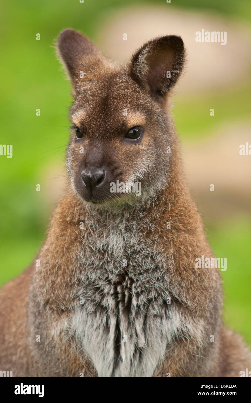 Portrait of a Wallaby Stock Photo - Alamy