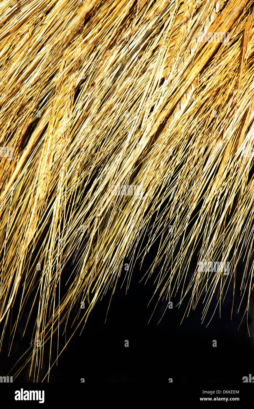 Golden ripe wheat creating great texture background Stock Photo - Alamy
