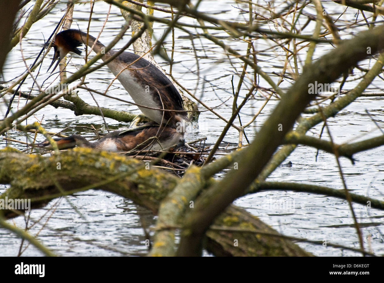 Great Crested Grebe mating on nest Stock Photo - Alamy