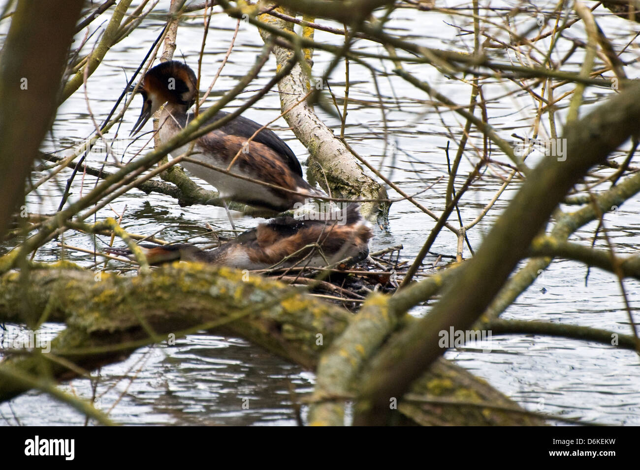 Great Crested Grebe mating on nest Stock Photo - Alamy