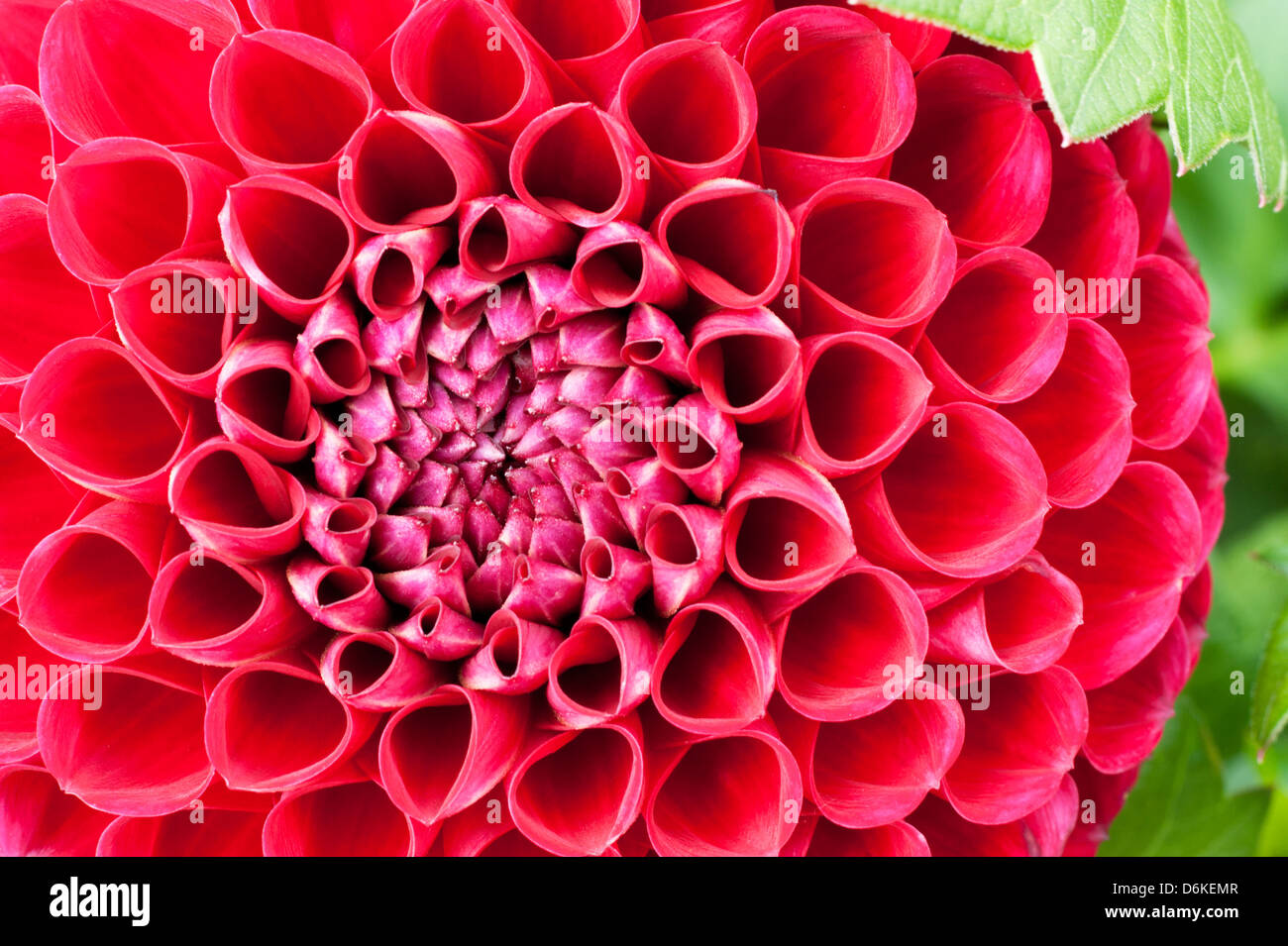 Fiery red bulb Dahlia in close up with a small green accent Stock Photo ...