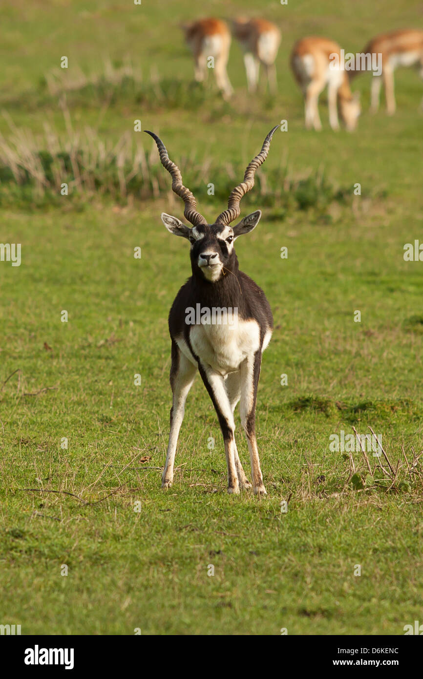 Alert Male Black Buck Stock Photo - Alamy
