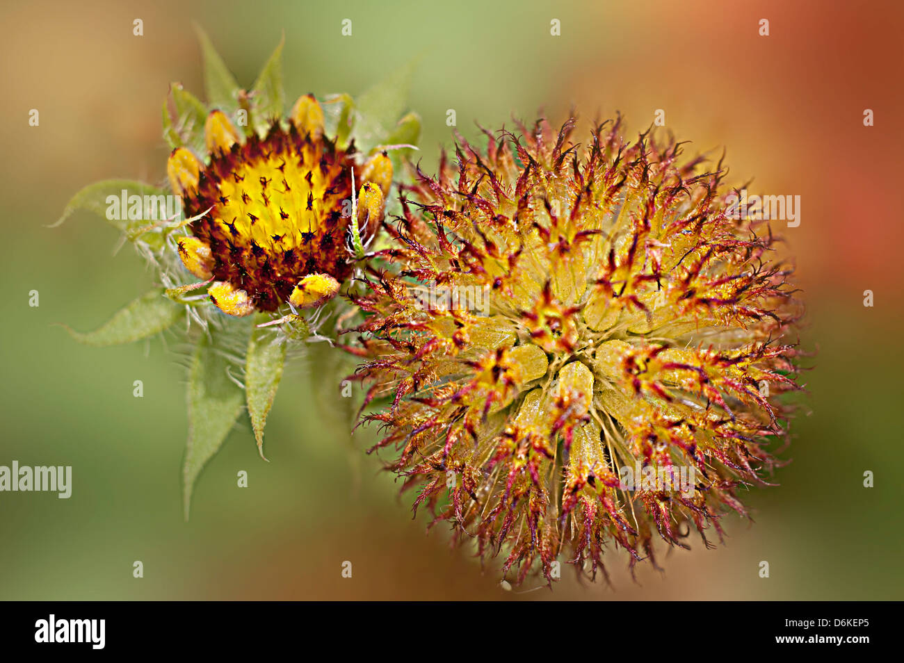 Yellow, brown flower bulb in extreme colors Stock Photo - Alamy