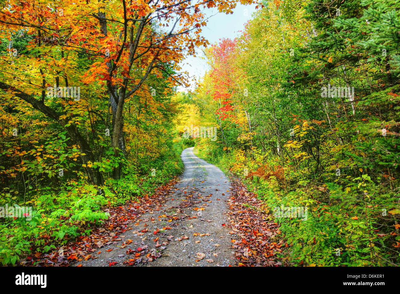 Road in the beautiful forest and colorful trees of fall Stock Photo - Alamy