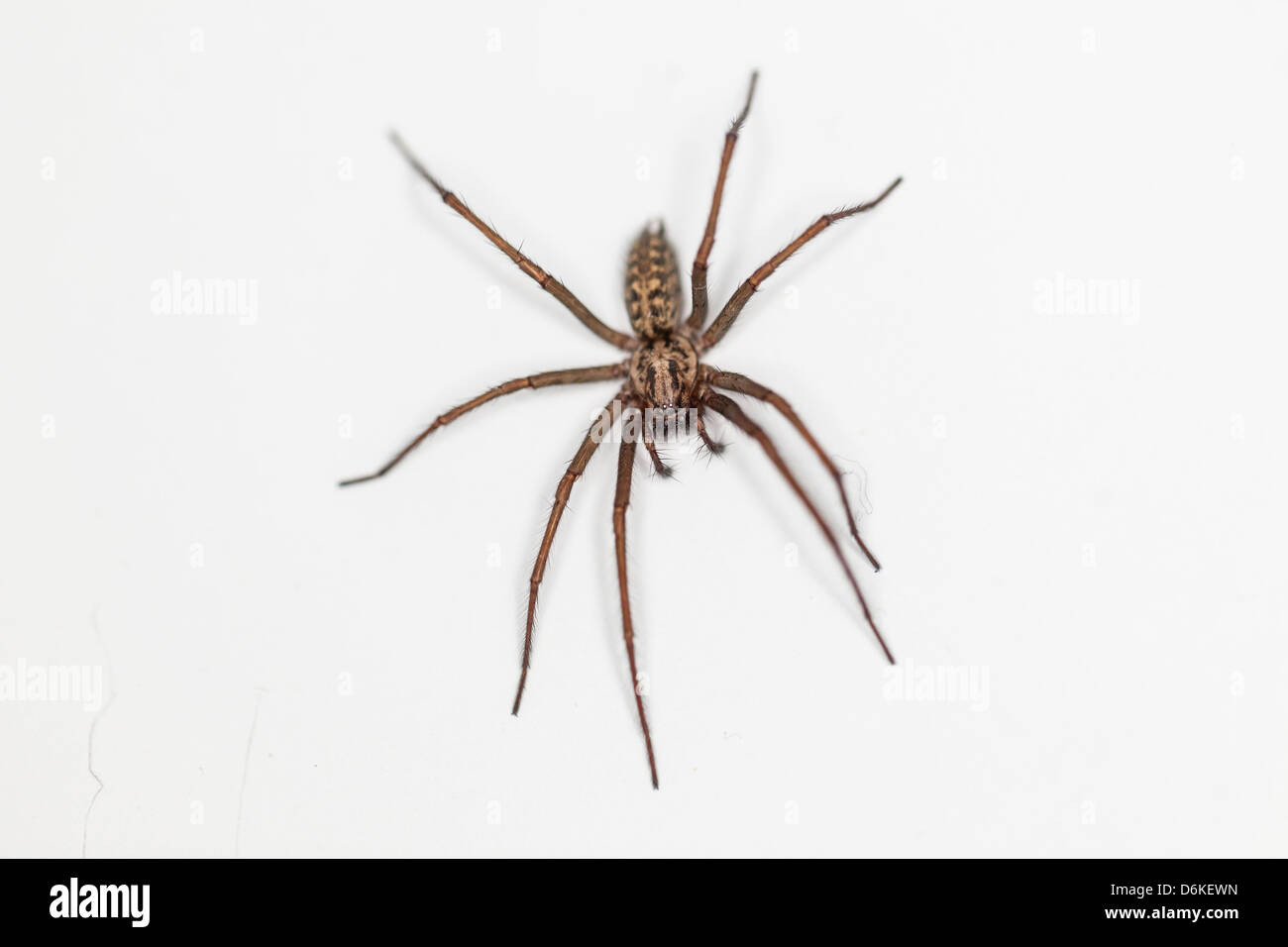 Overhead view of a Tegenaria domestica, aka domestic house spider ...