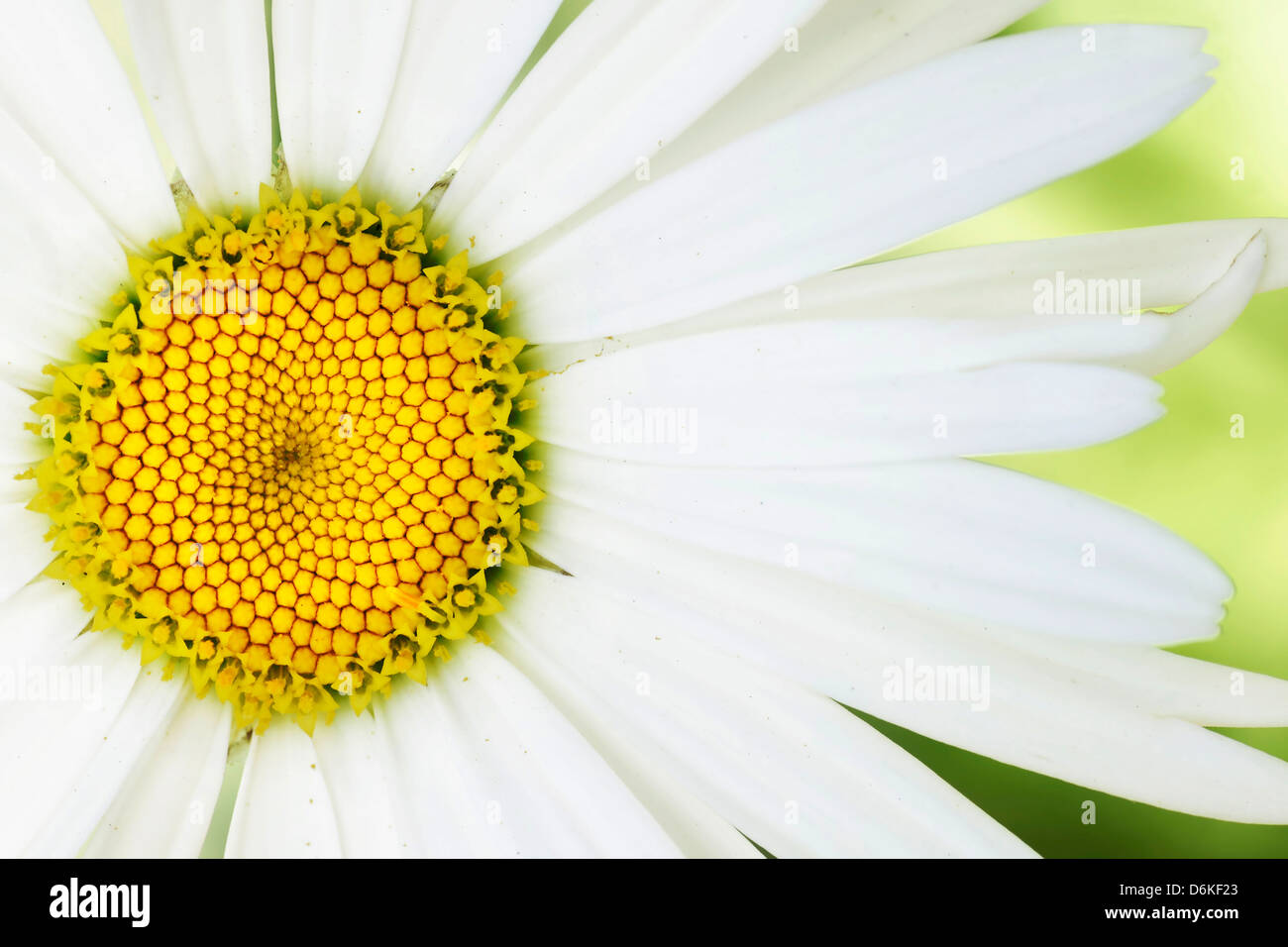 White daisy macro high hi-res stock photography and images - Alamy